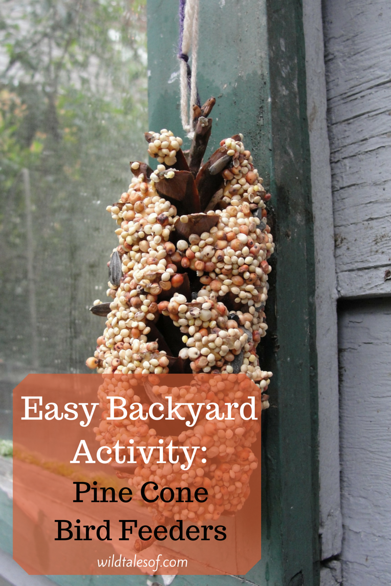 Easy Backyard Activity: Pine Cone Bird Feeders - wildtalesof.com