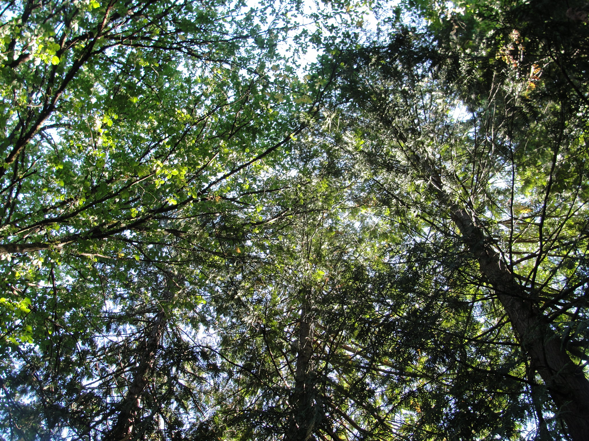Wild Sightings: Washington Park Arboretum - wildtalesof.com