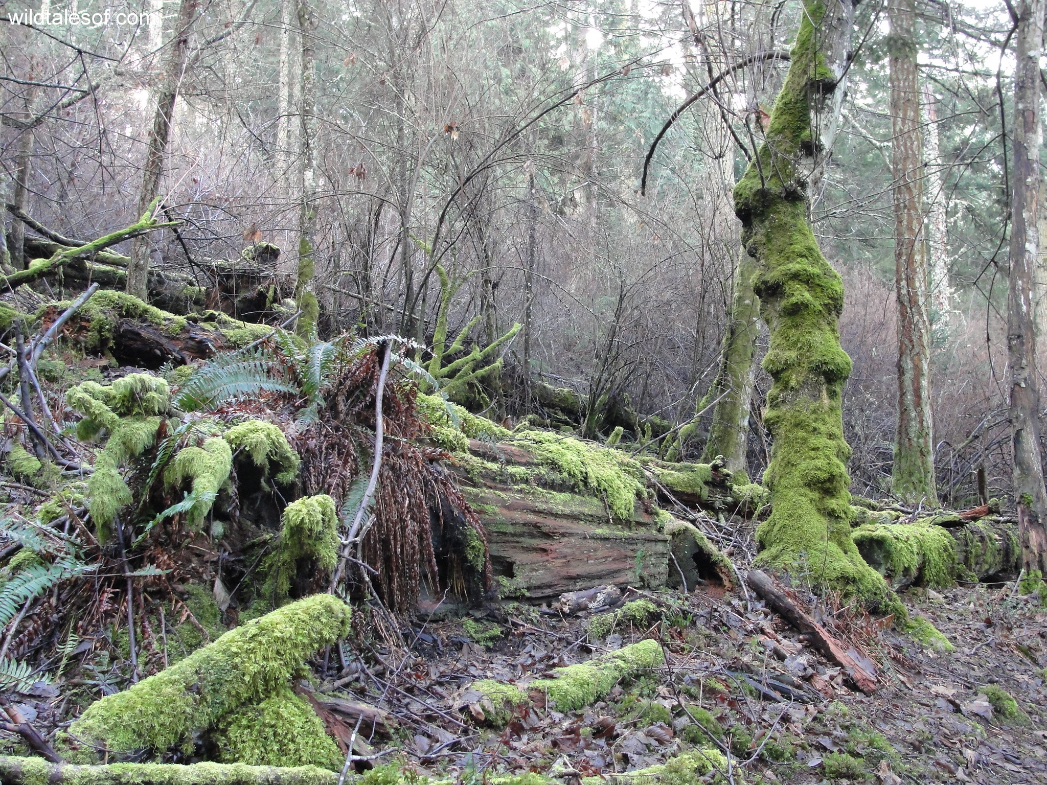 Obstruction Pass State Park: Our Bright and Sunny Gem on Orcas Island ...