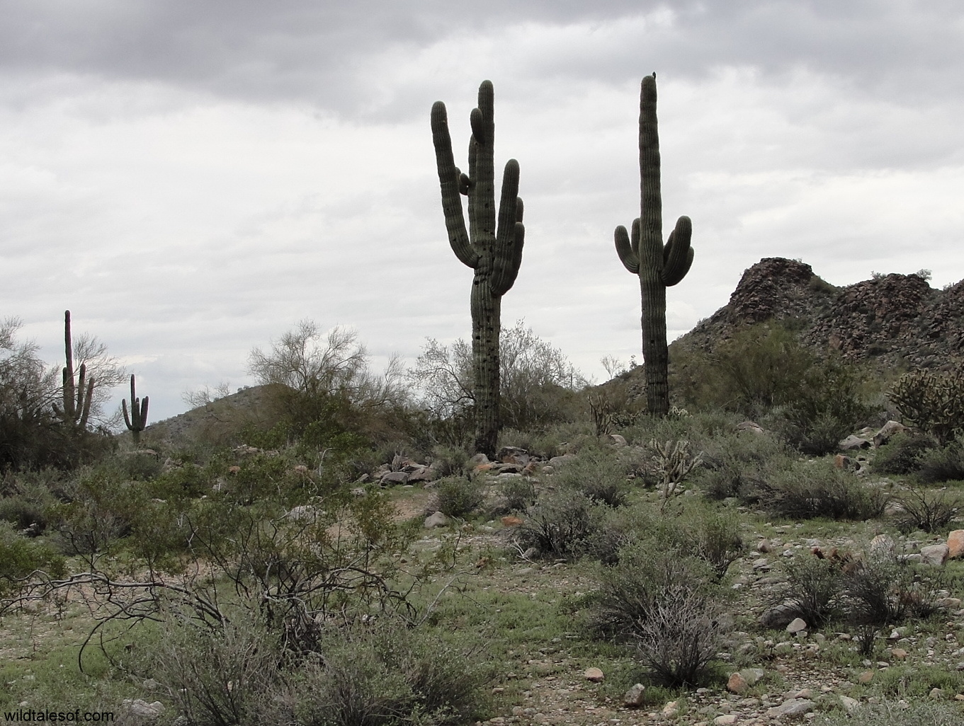 Arizona's White Tank Mountains: A Lesson in Native Cacti - wildtalesof.com