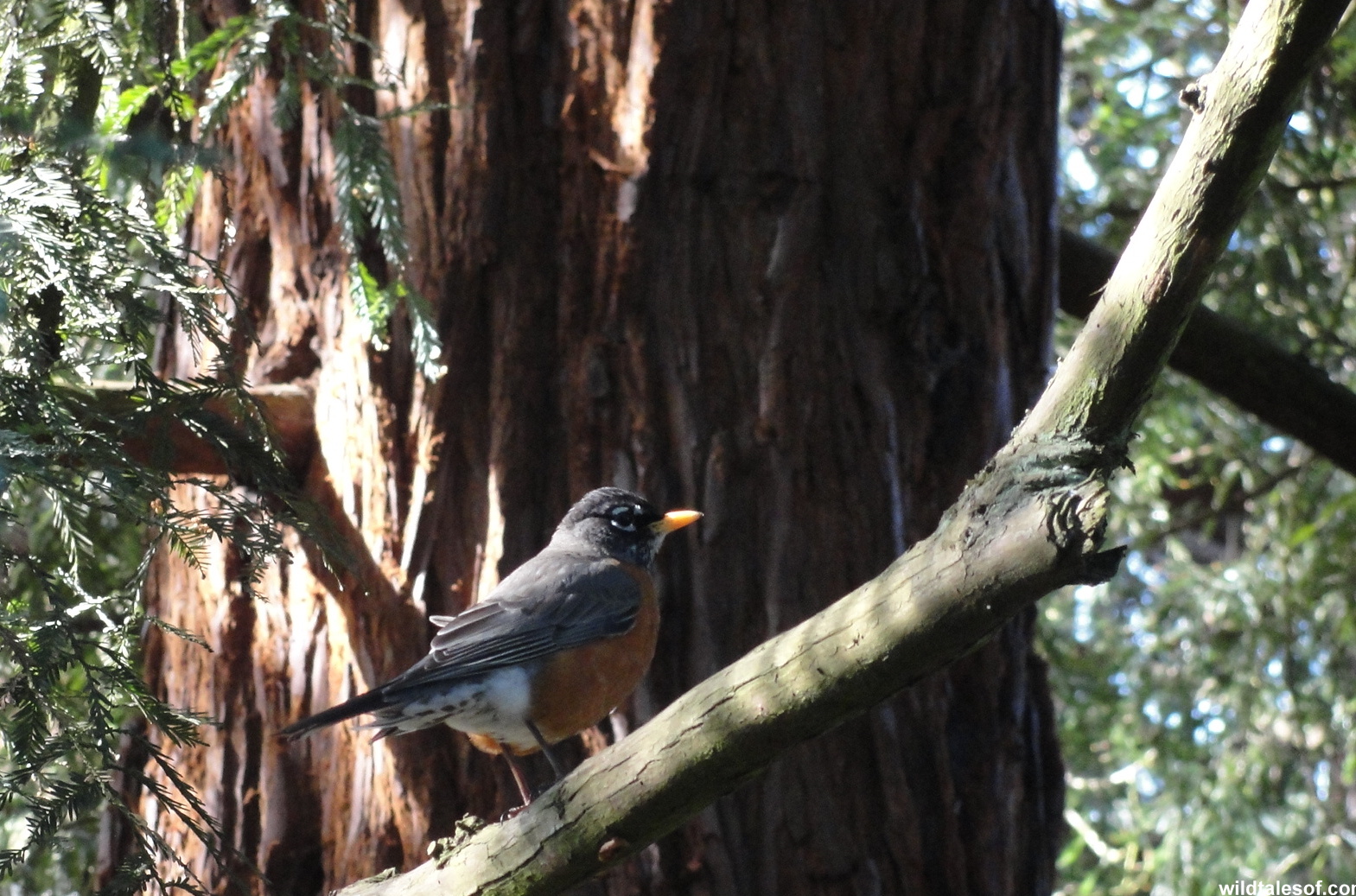 Embracing the Arrival of Spring at the Seattle's Washington Park ...