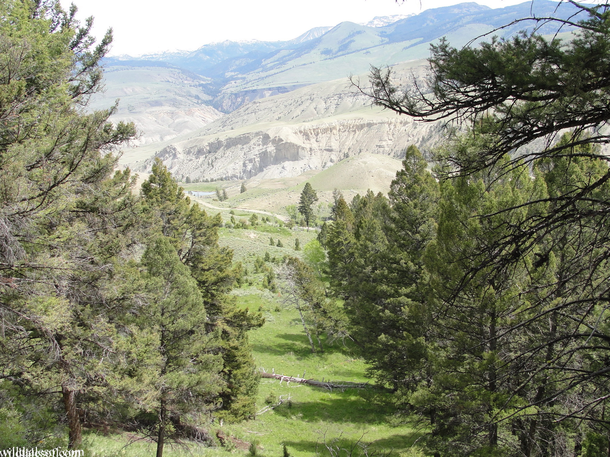 Trail Run in Yellowstone National Park: Beaver Ponds Loop - wildtalesof.com