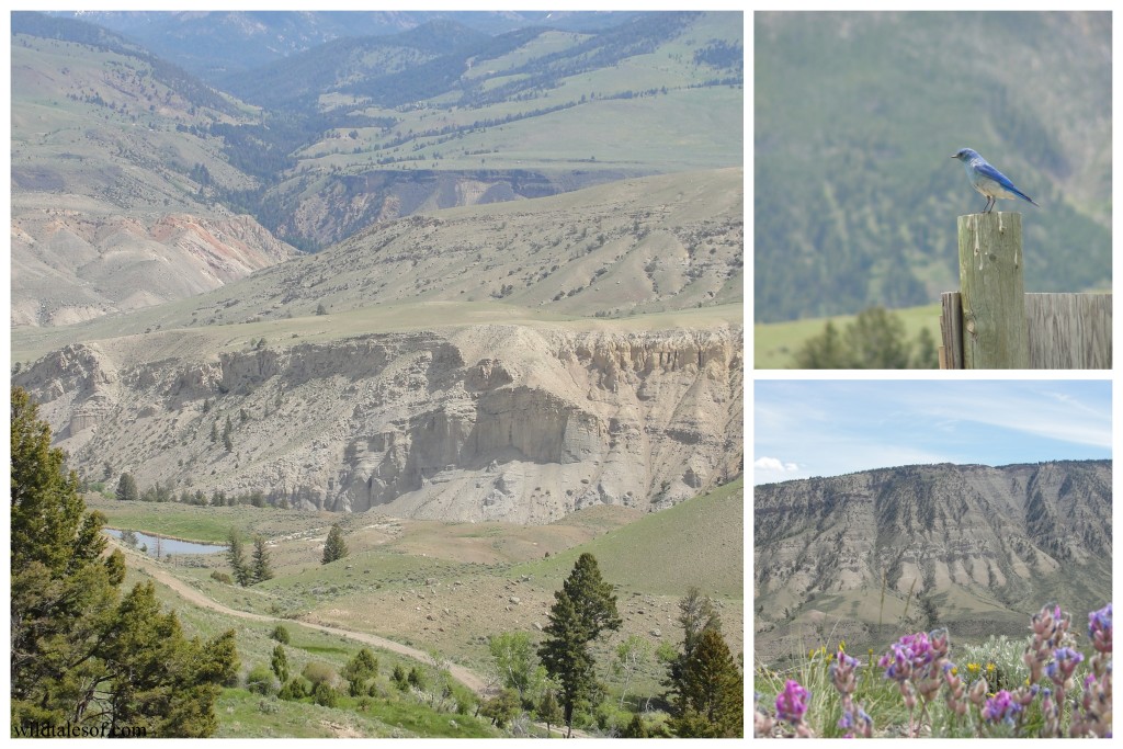 Trail Run in Yellowstone National Park: Beaver Ponds Loop - wildtalesof.com
