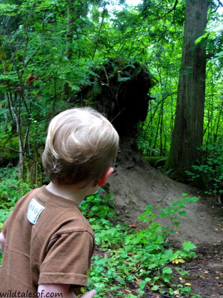 Getting His Trail Legs: The Swamp Monster Trail in Issaquah, WA ...