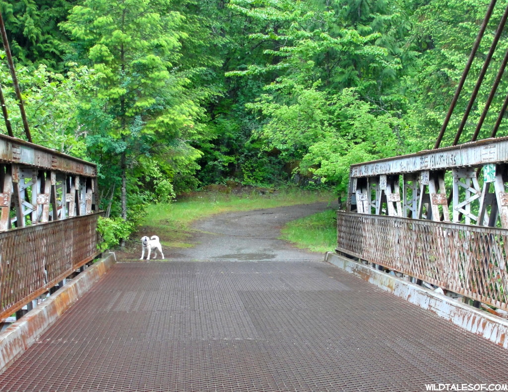 Being Brave: Crossing the Alexandra Bridge Near Hope, BC - wildtalesof.com