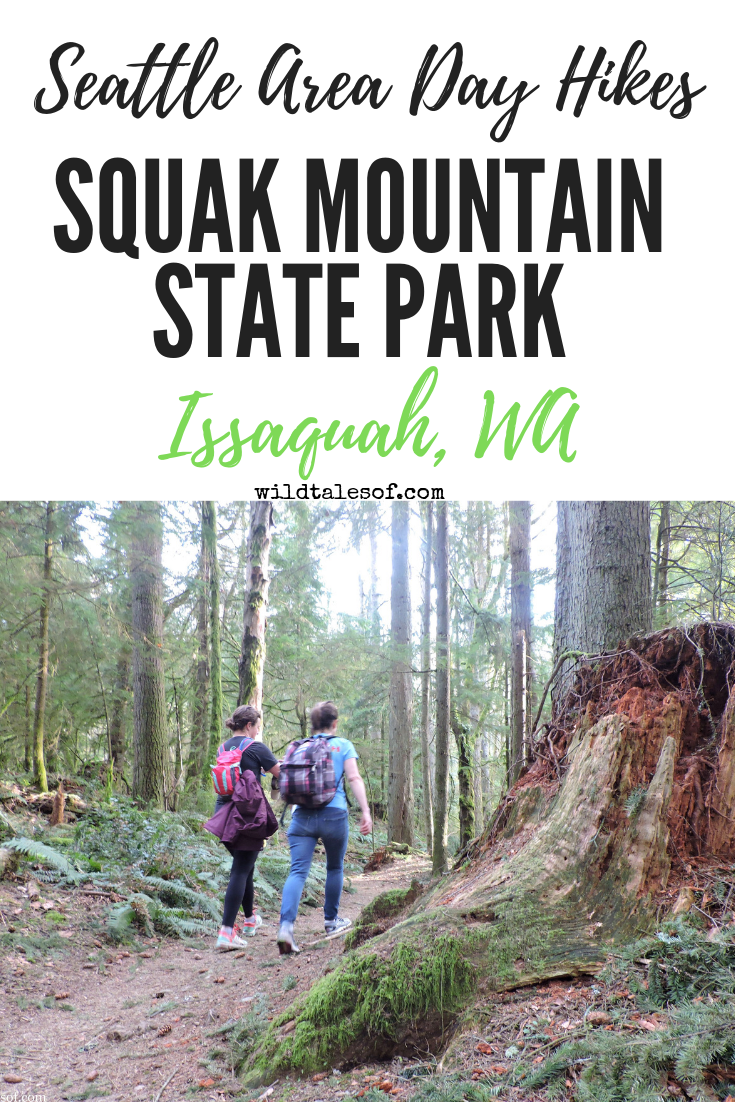 Seattle Area Spring Hiking: Squak Mountain State Park - wildtalesof.com